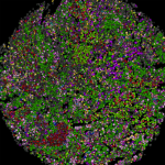 Phenoplex - Multiplex software for multiplex users in spatial biology